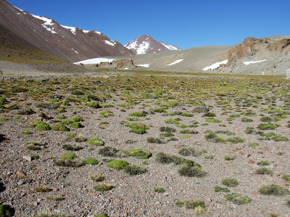 Flora laguna El Diamante