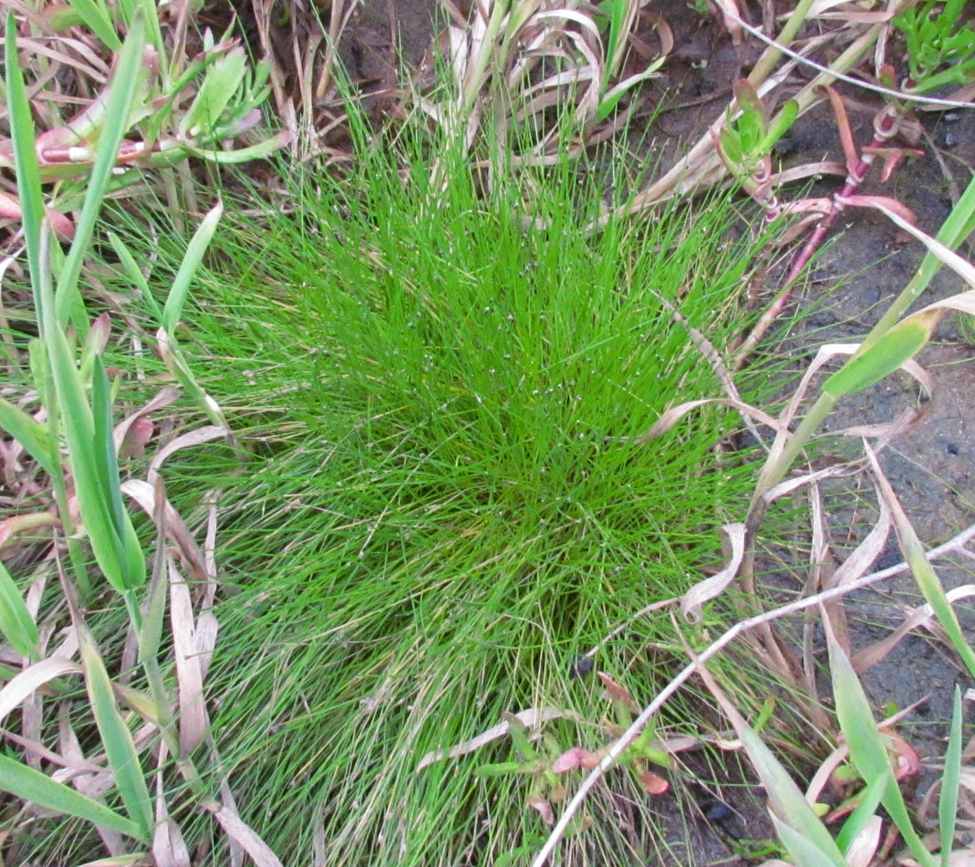 Isolepis en Chile