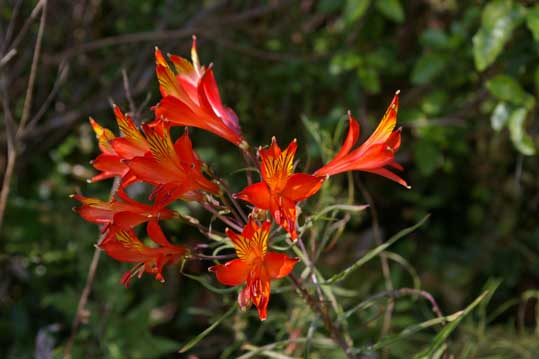 Alstroemeria