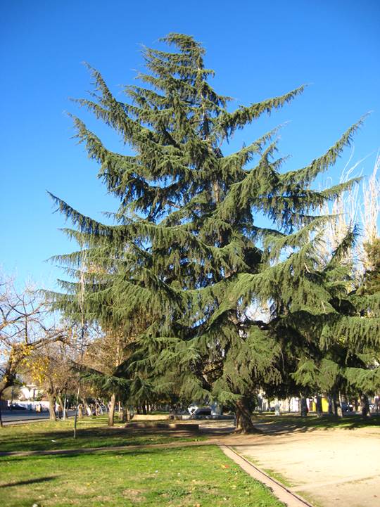 Cedrus deodara