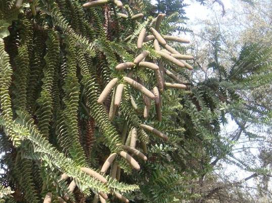 Araucaria bidwillii-Chile