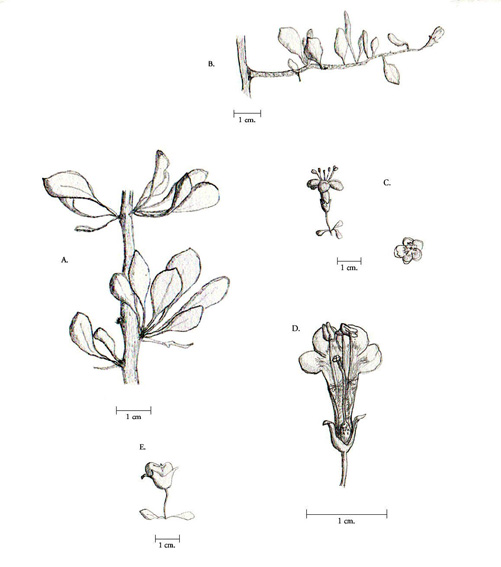 Finger_ flora endemica Taltal-Paposo